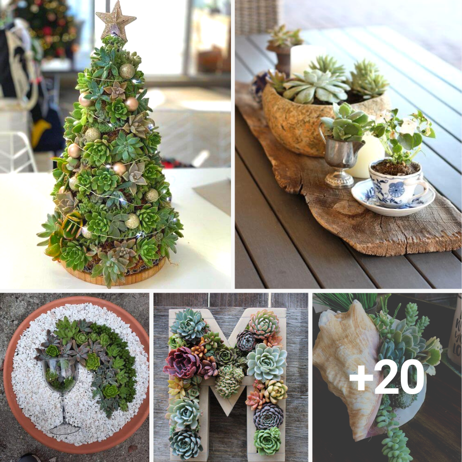 20 Beautiful Ways To Decorate With Succulents - BIENTIN